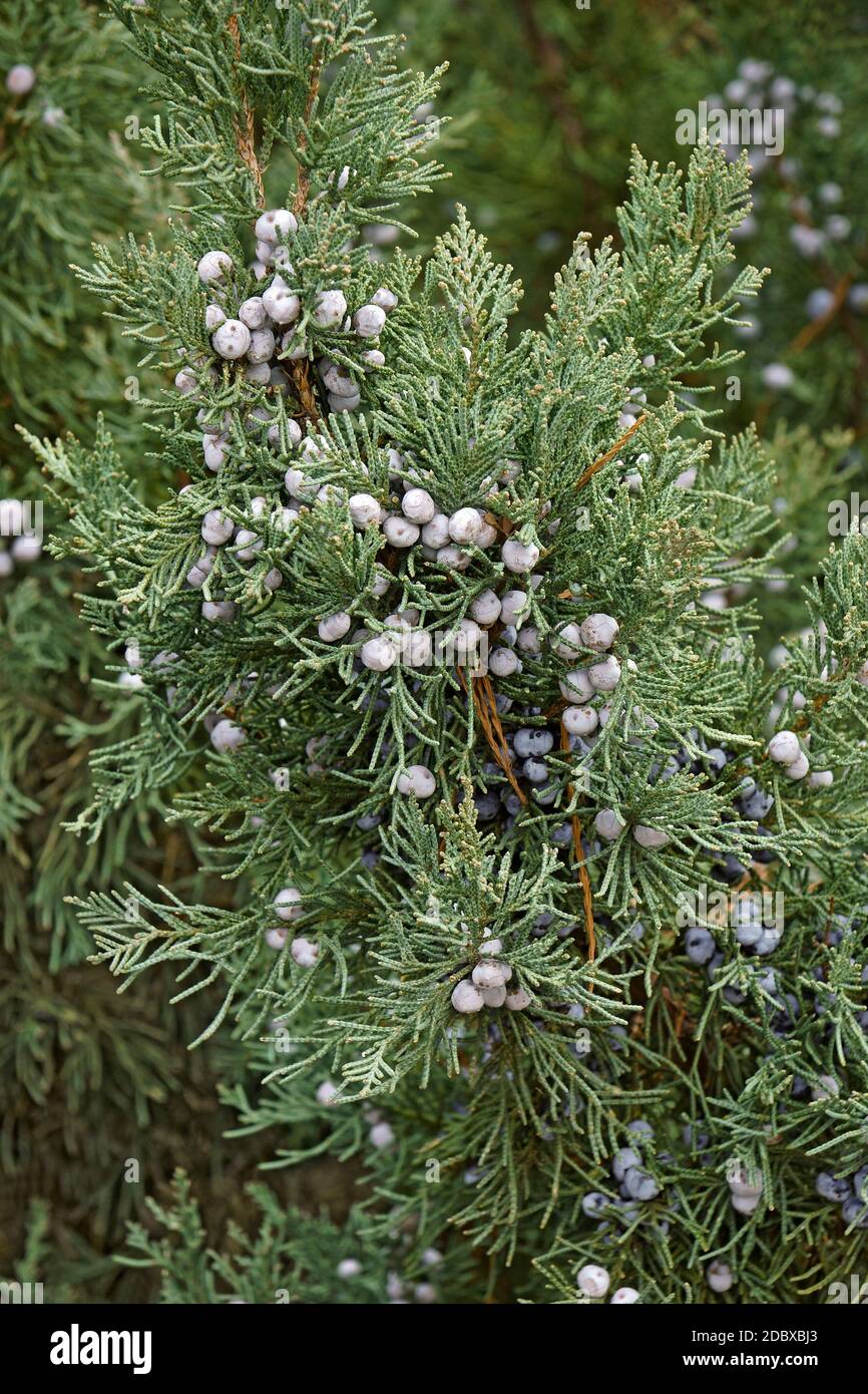 Alligator juniper (Juniperus deppeana). Called Checkerbark juniper also ...