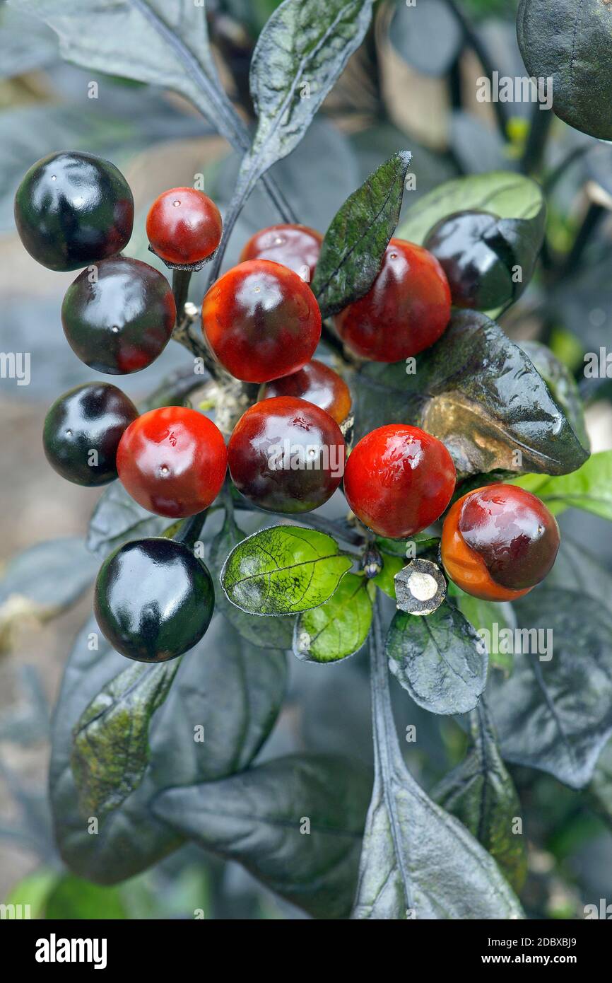 Black Pearl ornamental pepper (Capsicum annuum ‘Black Pearl’ Stock ...