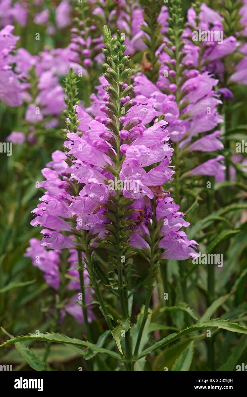 Obedient Plant (Physostegia virginiana). Called Obedience and False ...