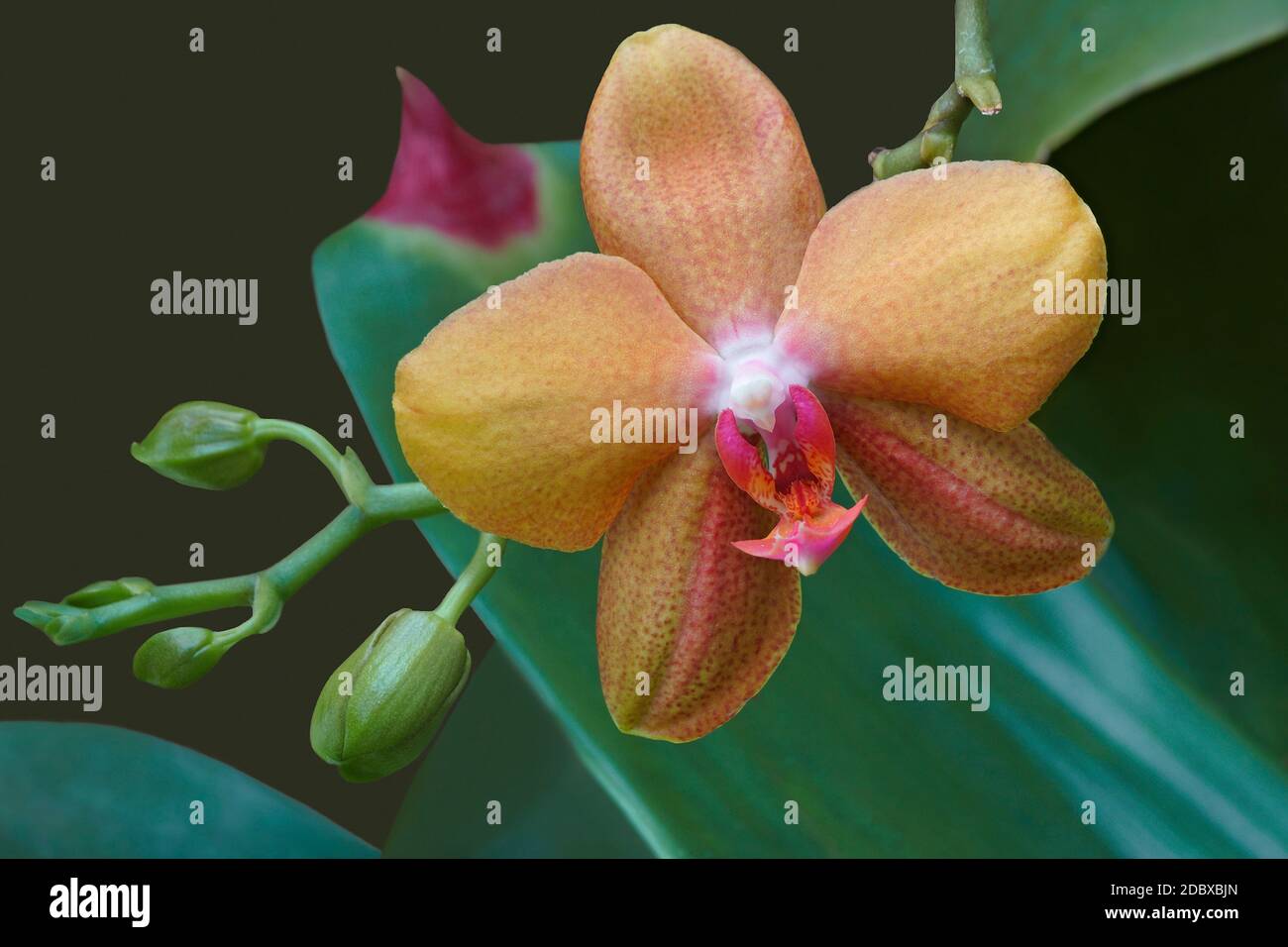 Hybrid Moth orchid (Phalaenopsis Stock Photo - Alamy