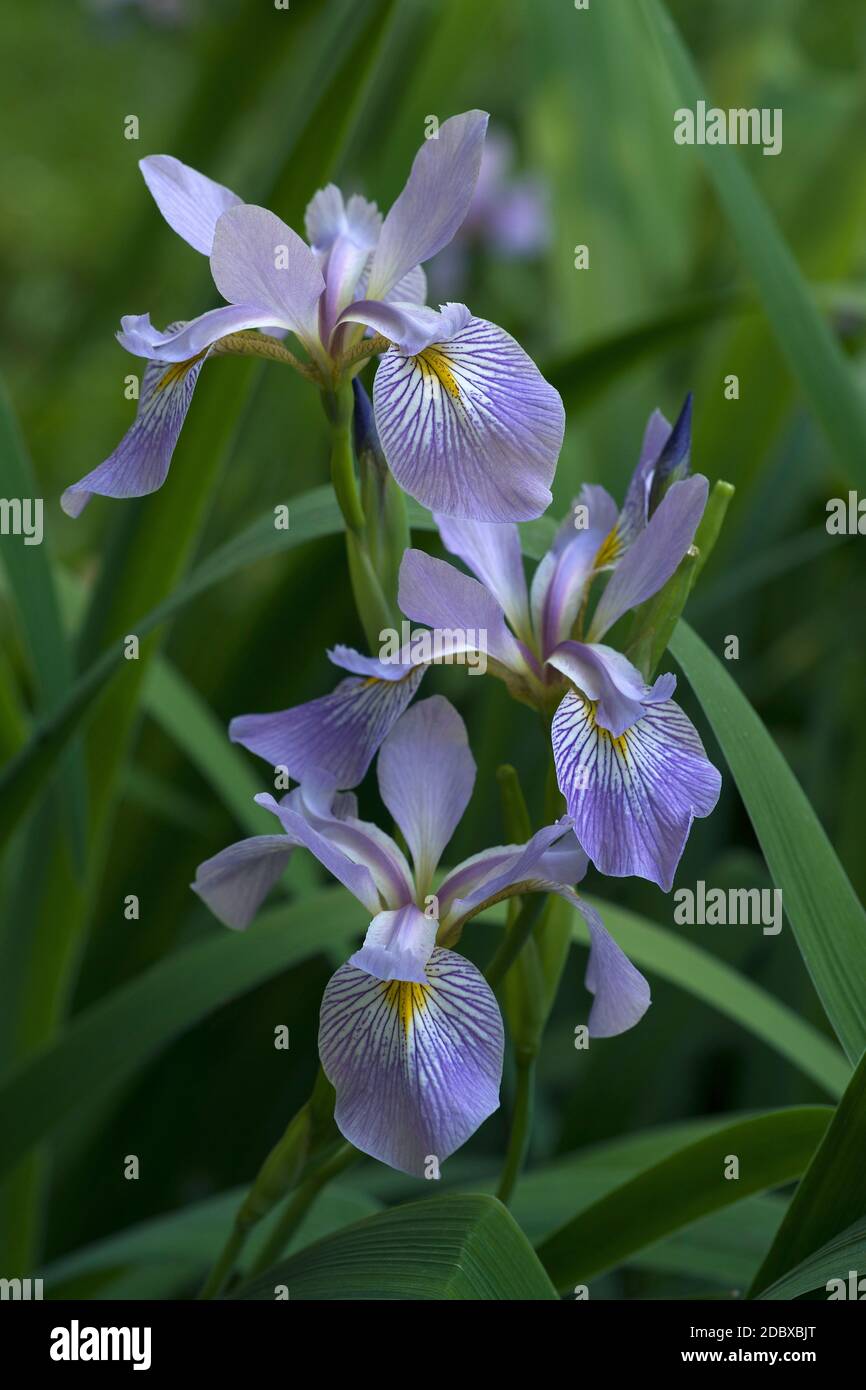 Iris virginica hi-res stock photography and images - Alamy