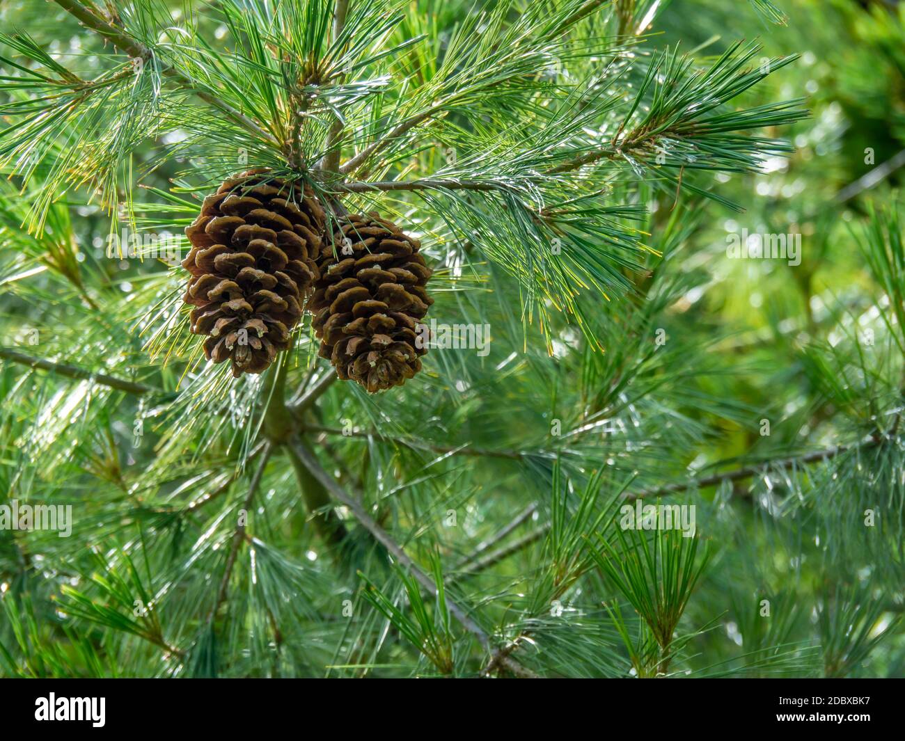Holford hi-res stock photography and images - Alamy