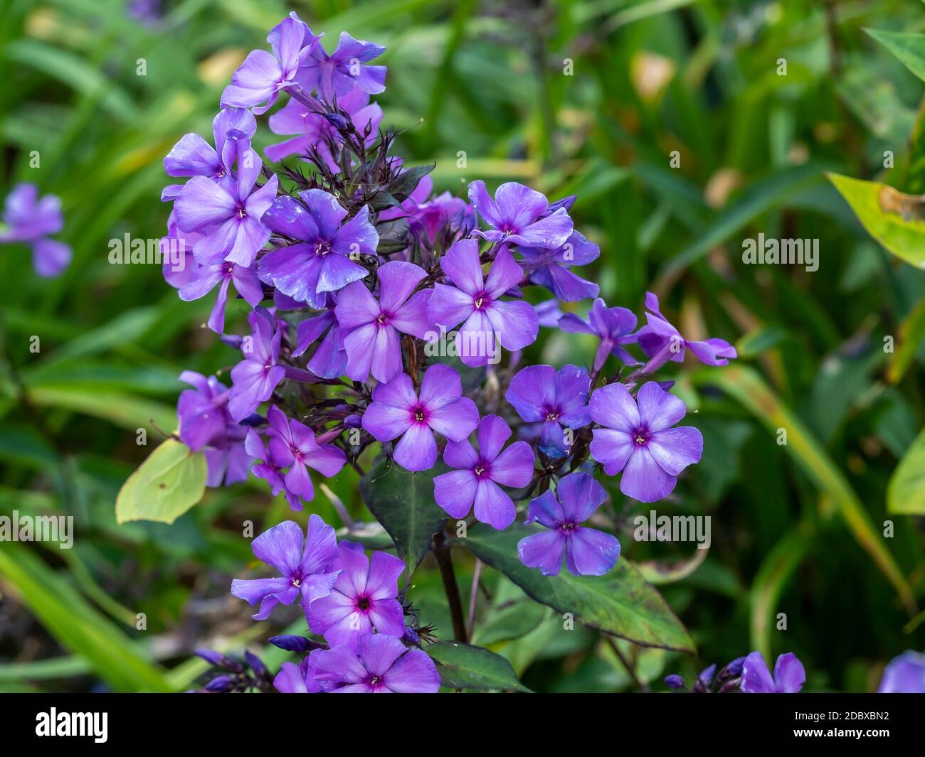 Closeup of the blue flowers of Phlox paniculata, variety Blue Paradise ...