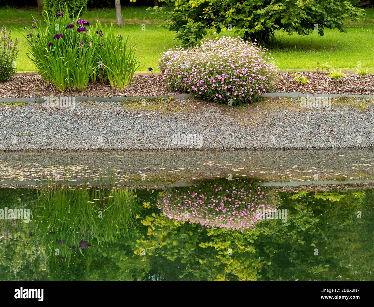 Flowers and a tree reflected on the surface of a garden pond Stock ...