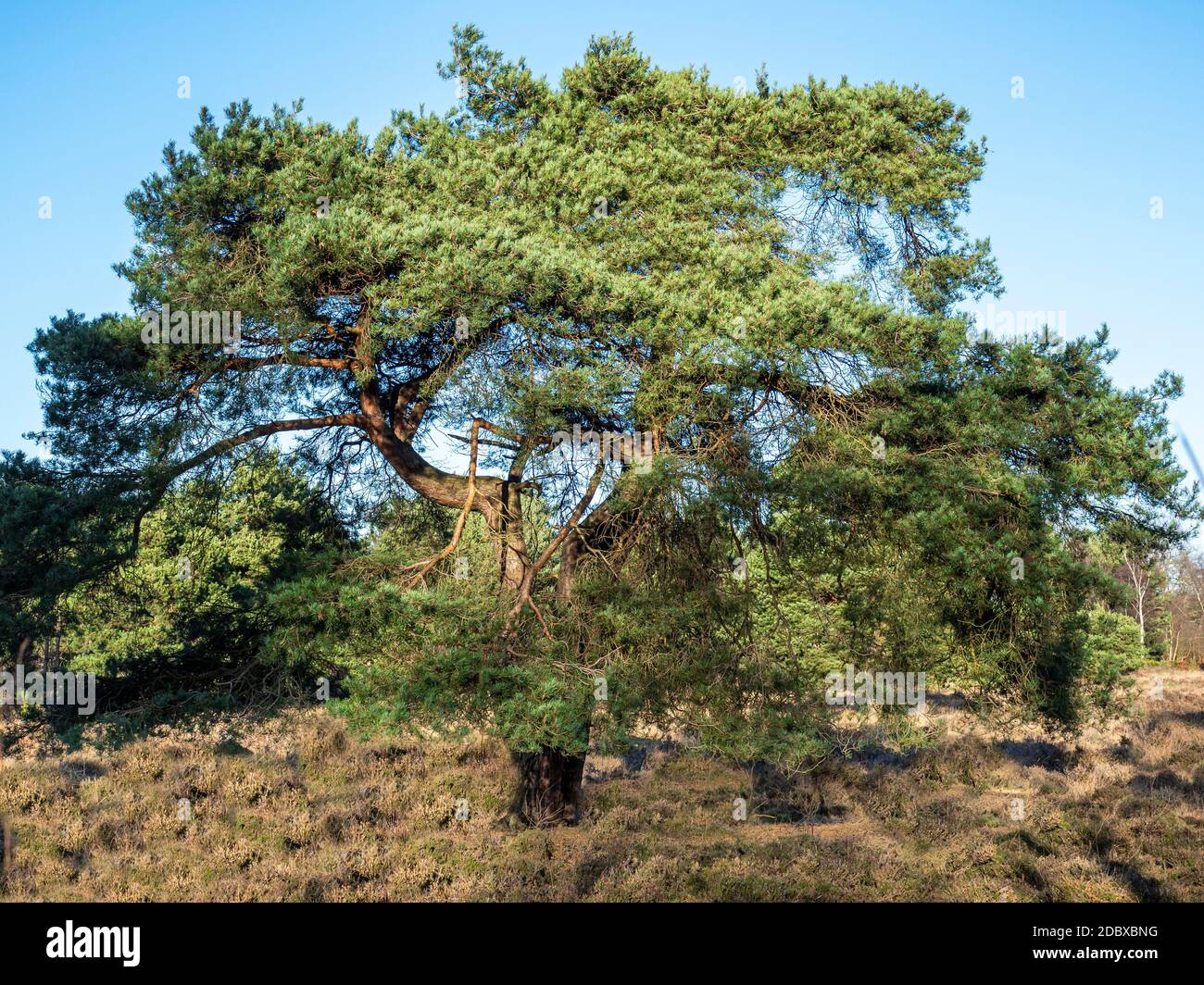 Ancient pine tree in Skipwith Common National Nature Reserve, North ...
