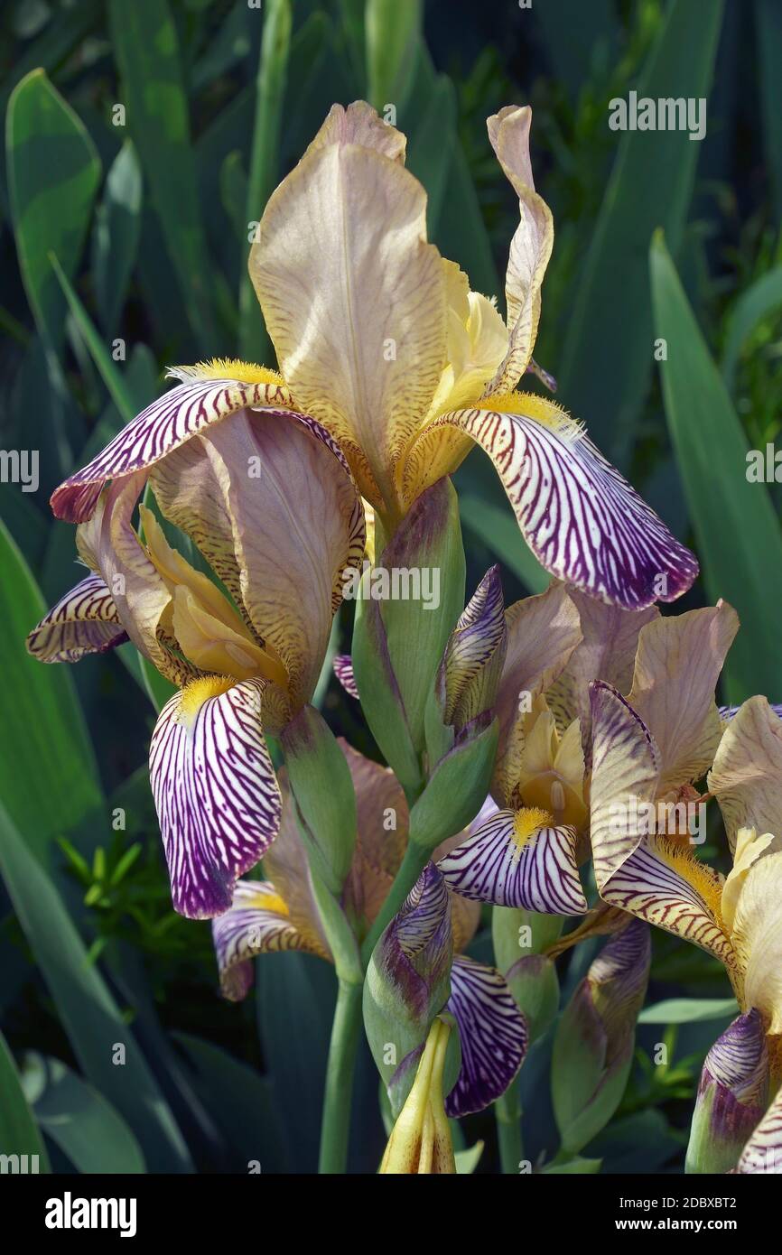 Variegated Sweet Iris (Iris variegata). Called Hungarian Iris also ...