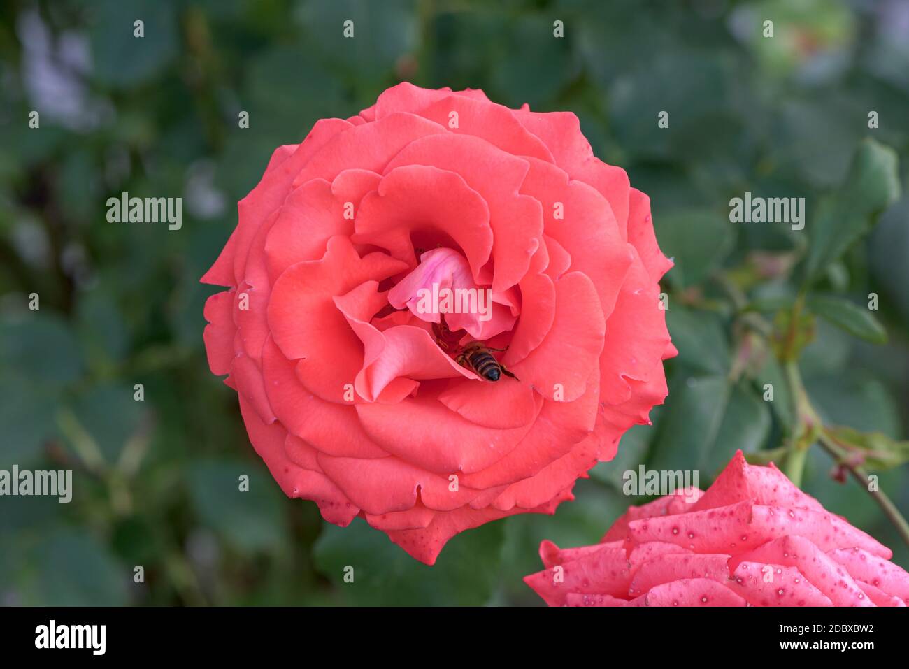Top view of bee in red rose flower Stock Photo - Alamy
