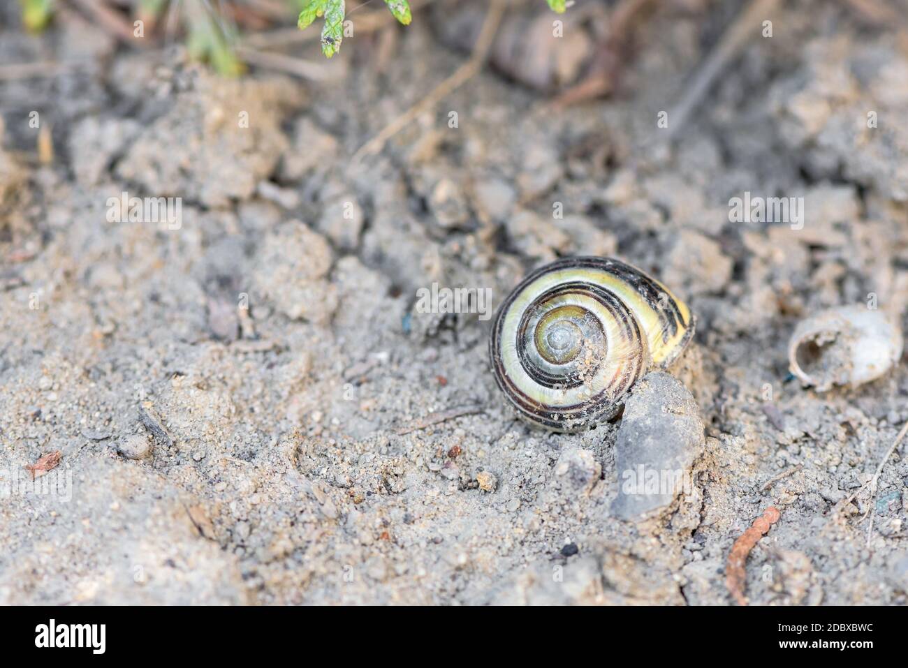 Closeup of small snail shell in a soil Stock Photo - Alamy