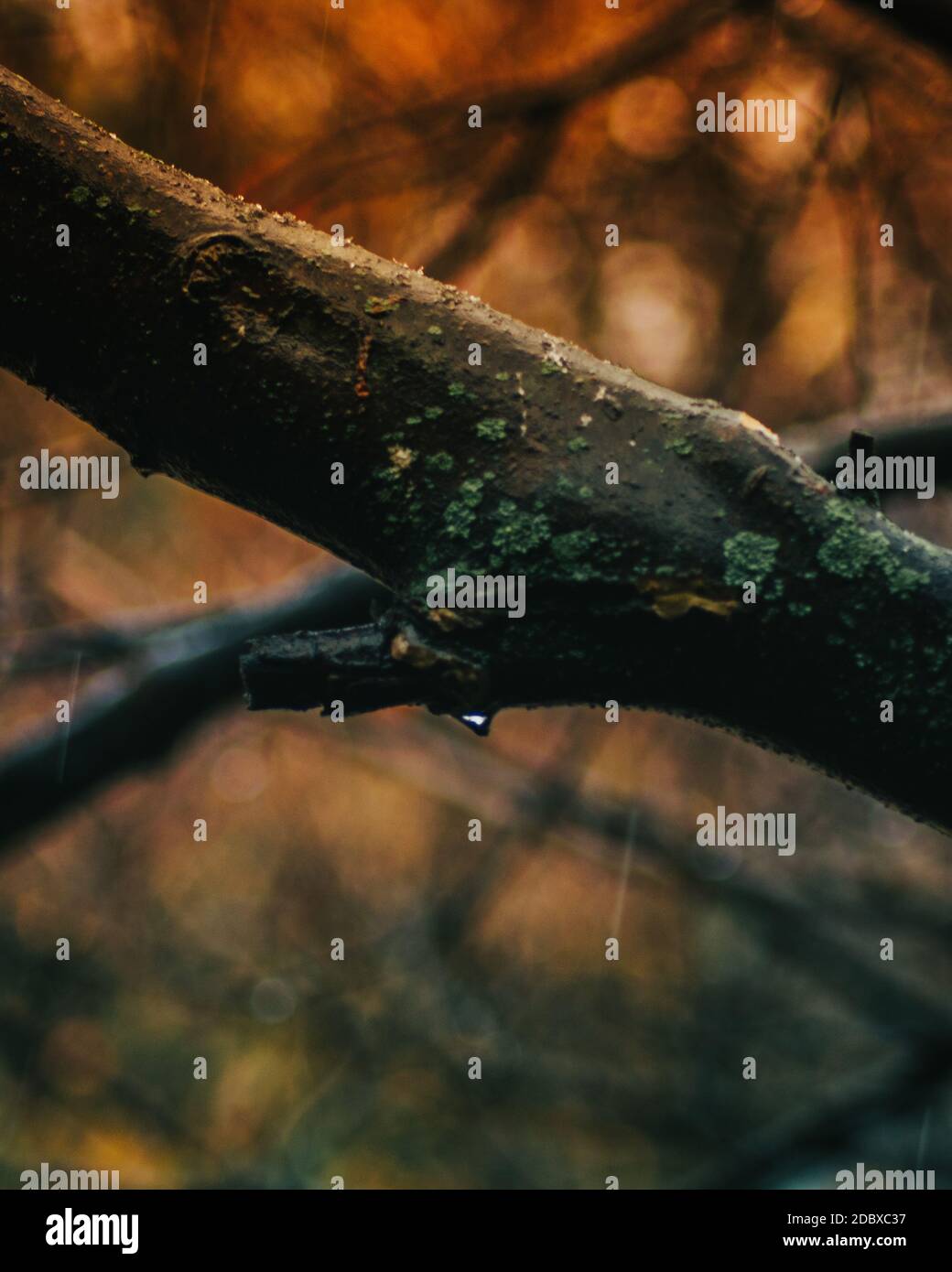 Wet tree branch hi-res stock photography and images - Alamy