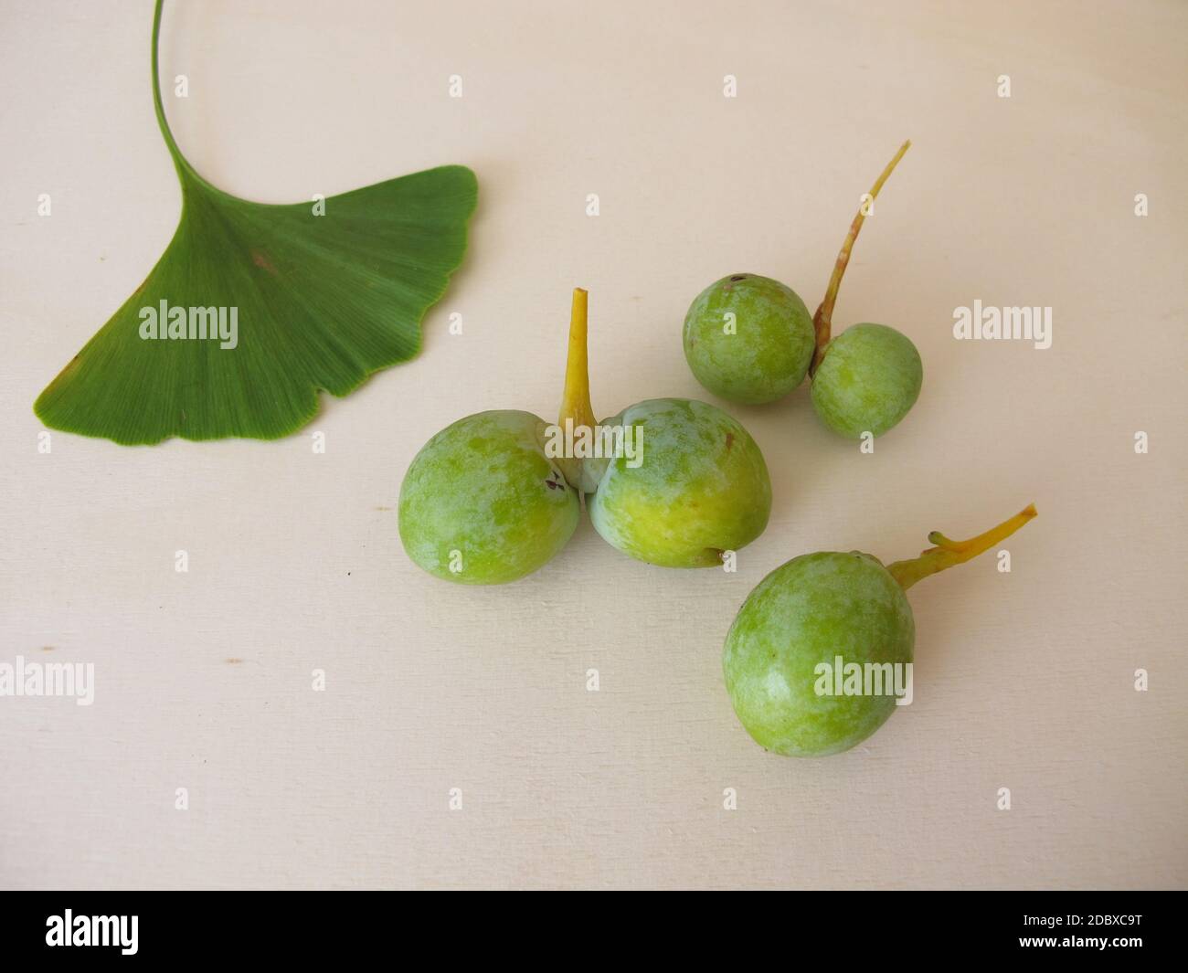 Ginkgo seeds with seed shell, Ginkgo biloba Stock Photo - Alamy