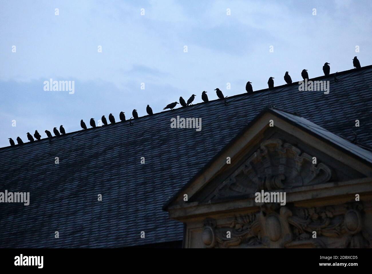 swarm of crows on a roof Stock Photo - Alamy