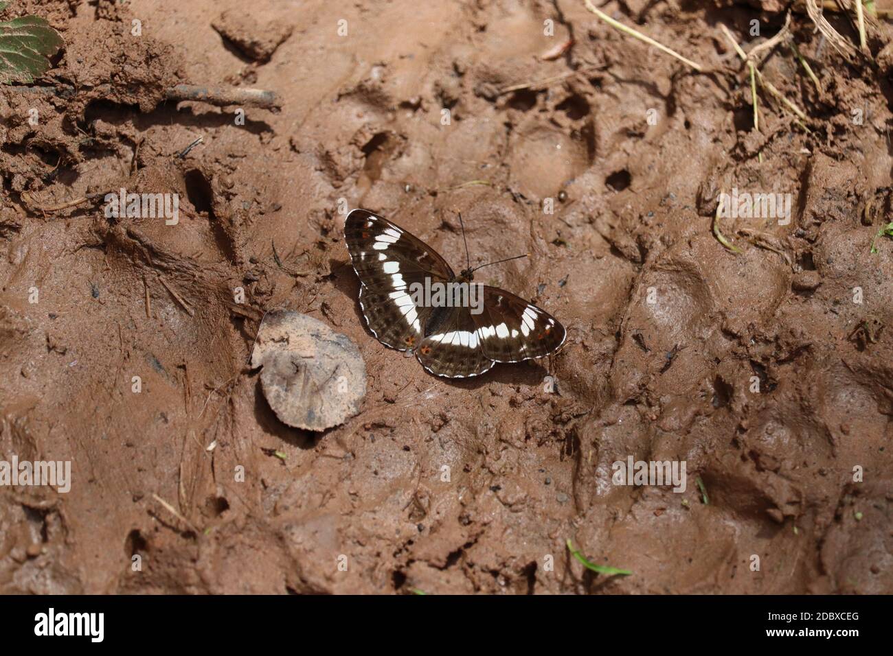 Brown flying insect hi-res stock photography and images - Alamy