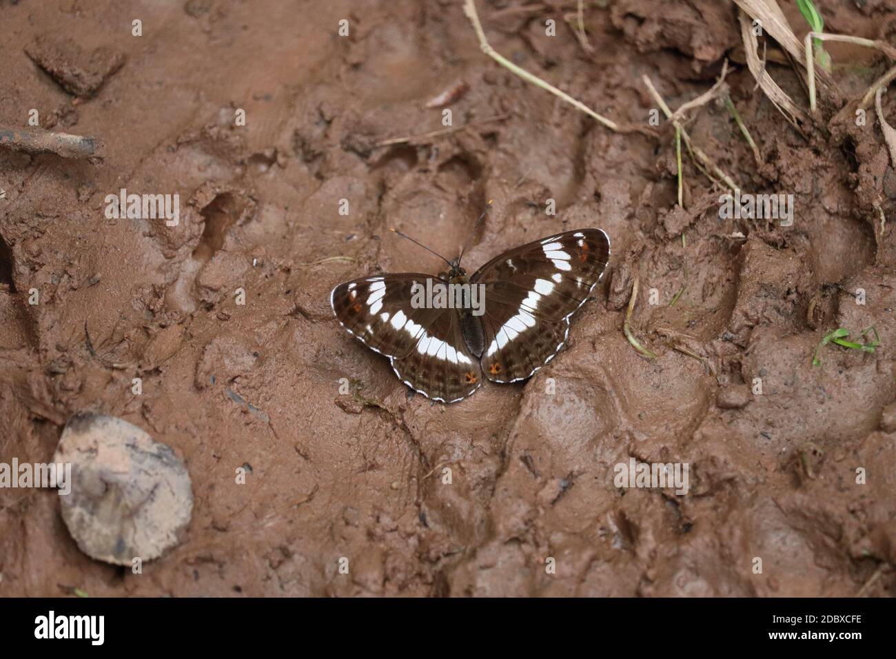 Brown flying insect hi-res stock photography and images - Alamy