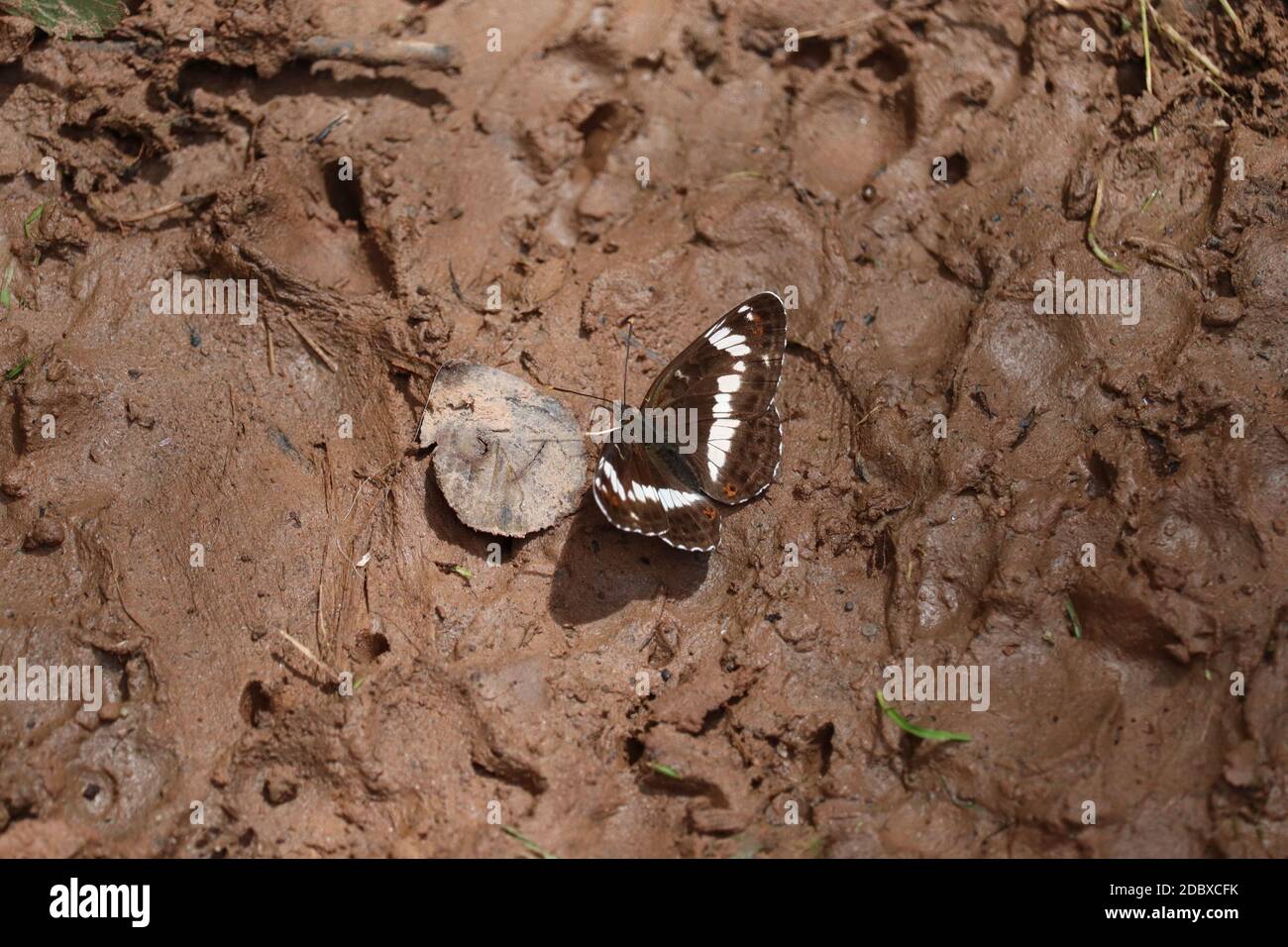 Brown flying insect hi-res stock photography and images - Alamy