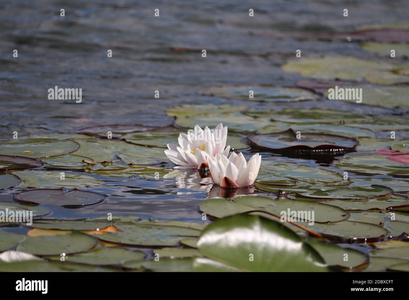 Lily under hi-res stock photography and images - Alamy