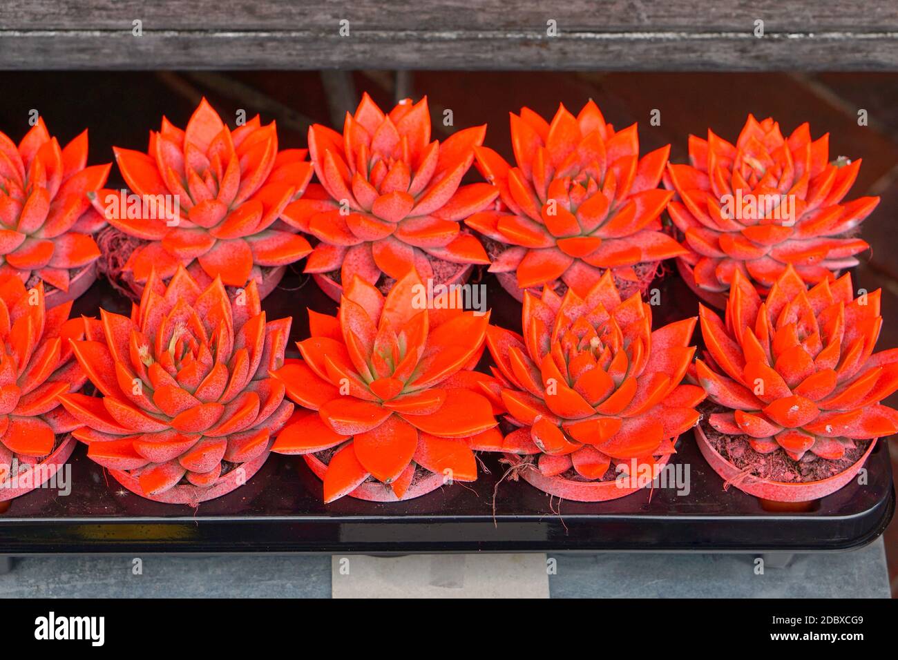 Small cactus plants painted in neon orange colour Stock Photo - Alamy