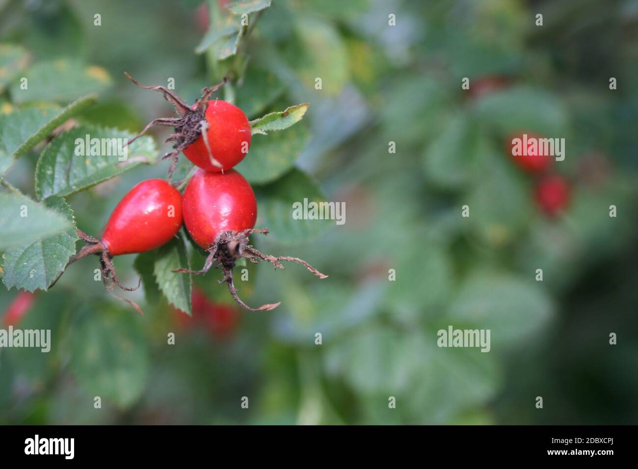 Red rose hips Stock Photo - Alamy