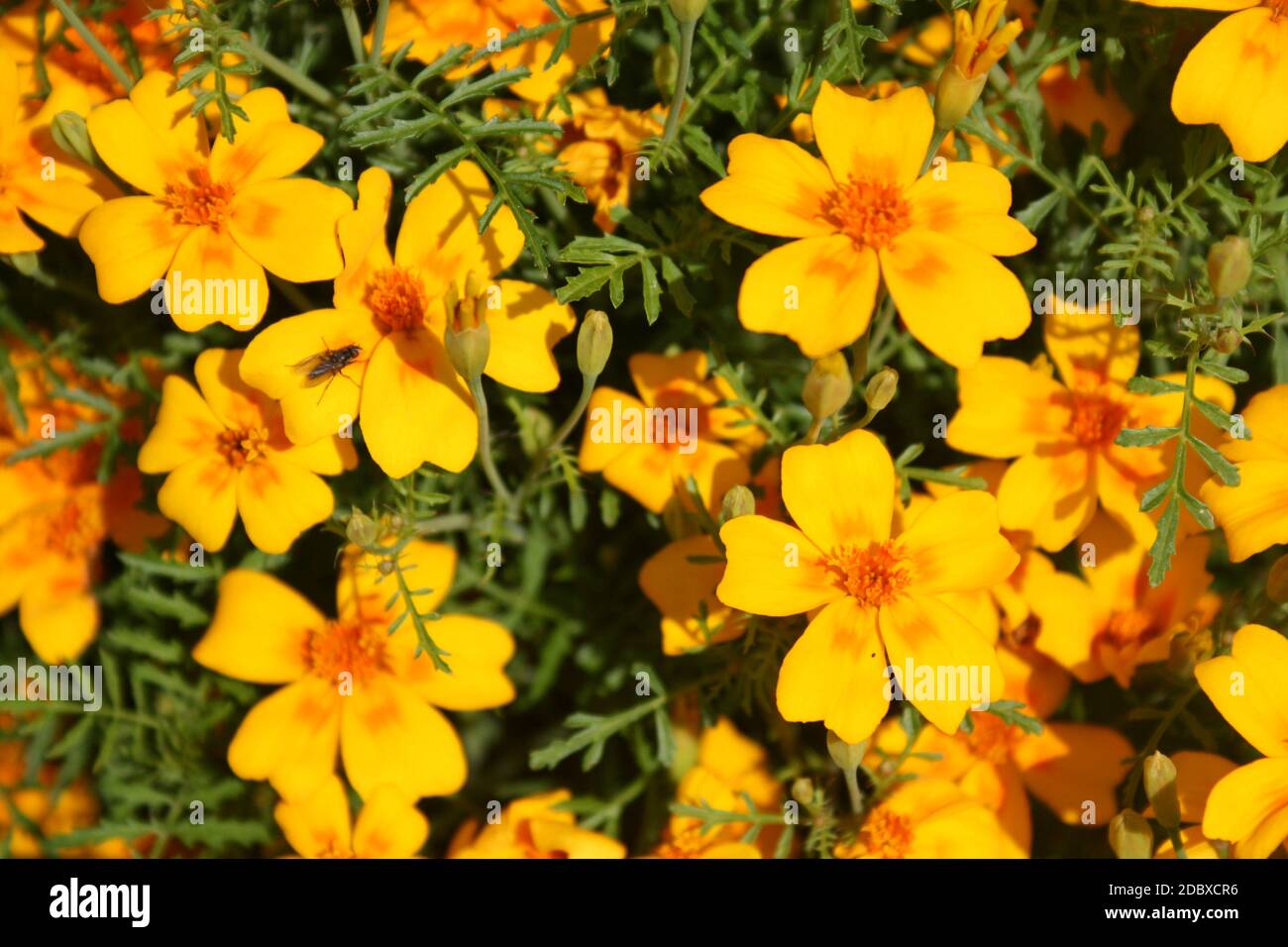 Summer student hi-res stock photography and images - Alamy