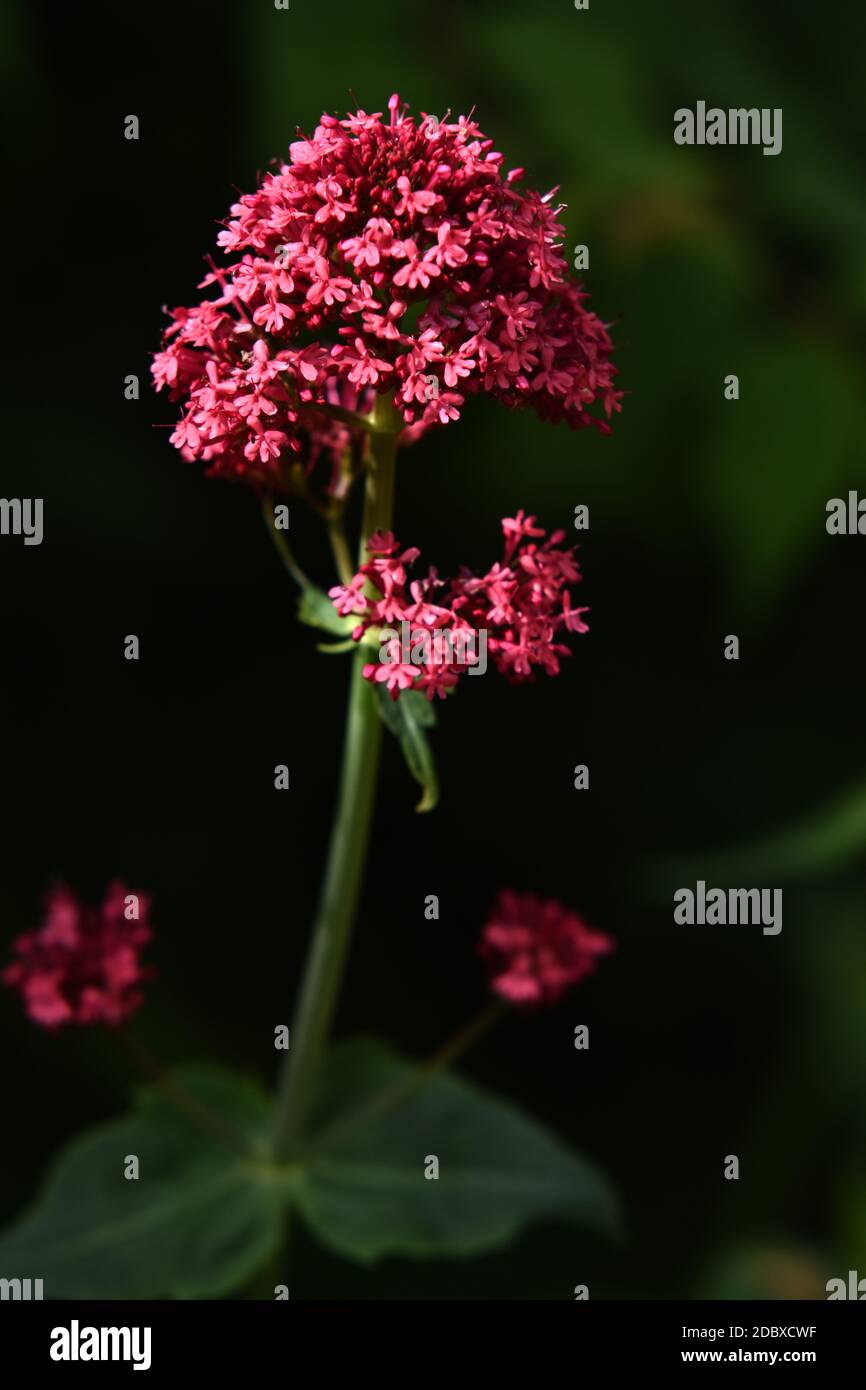 Centranthus cut hi-res stock photography and images - Alamy