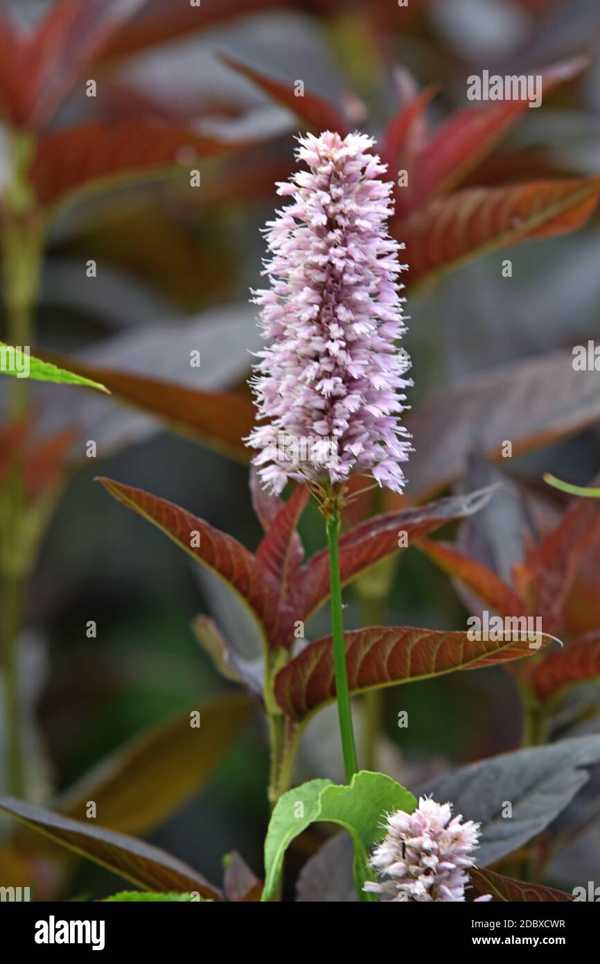 Meadow knotweed bistorta officinalis hi-res stock photography and ...