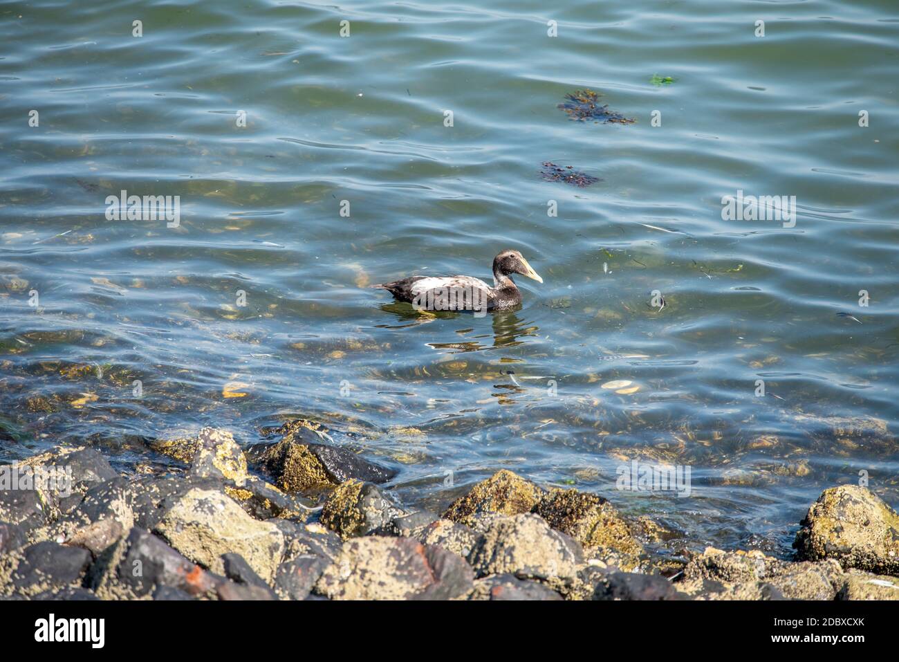 Eider goose hi-res stock photography and images - Alamy