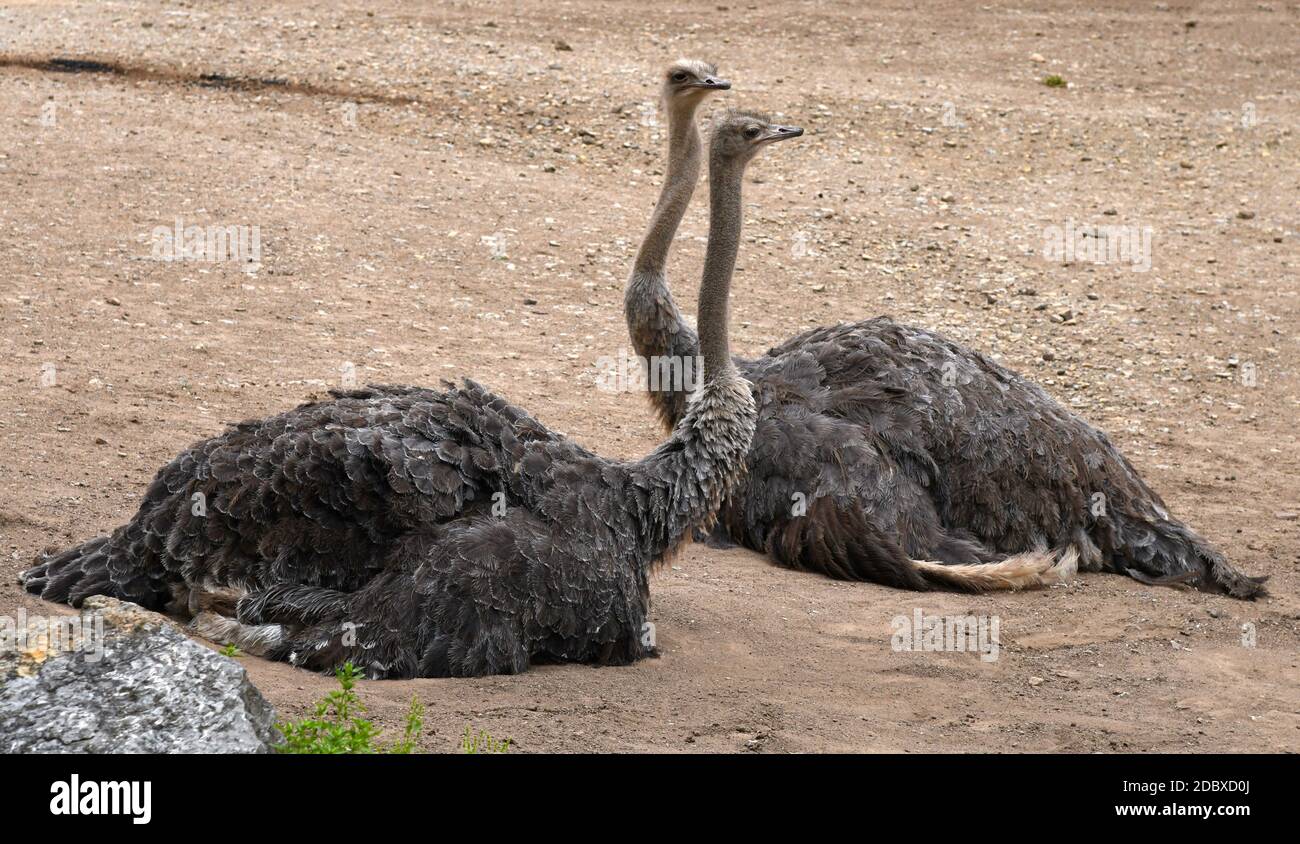 Two resting ostriches in the park Stock Photo - Alamy