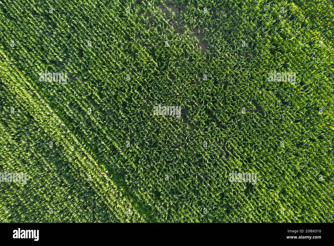 Different Crops High Resolution Stock Photography and Images - Alamy