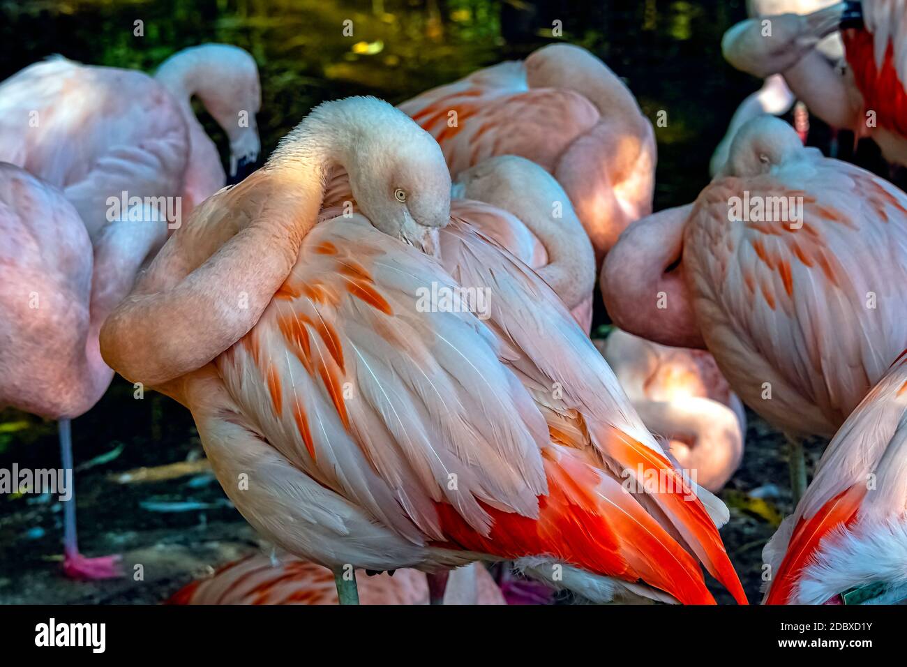 Greater flamingo (Phoenicopterus roseus) is the most widespread and ...