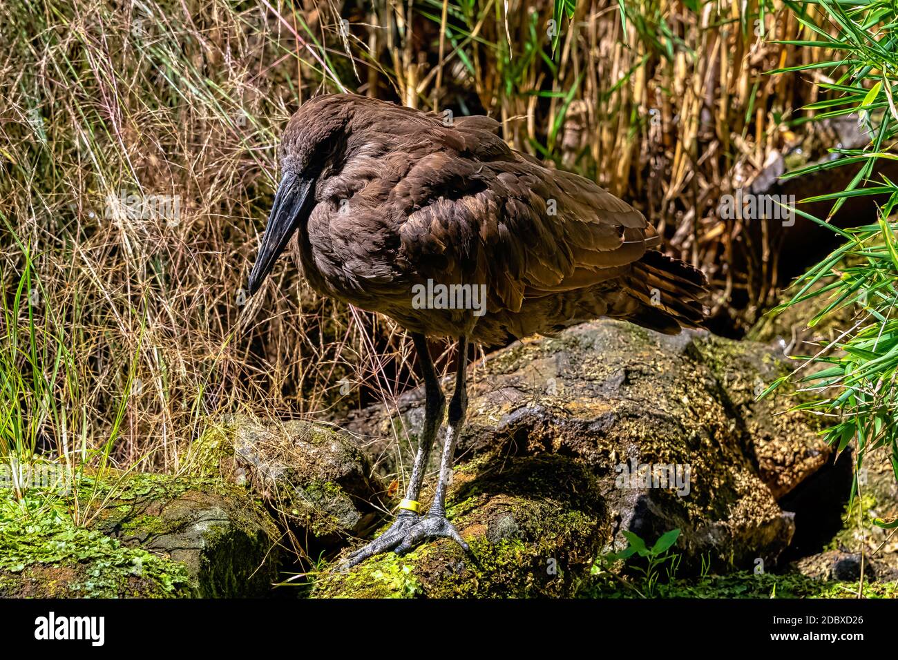 Scopus umbretta known as hamerkop is a medium-sized African wading bird ...