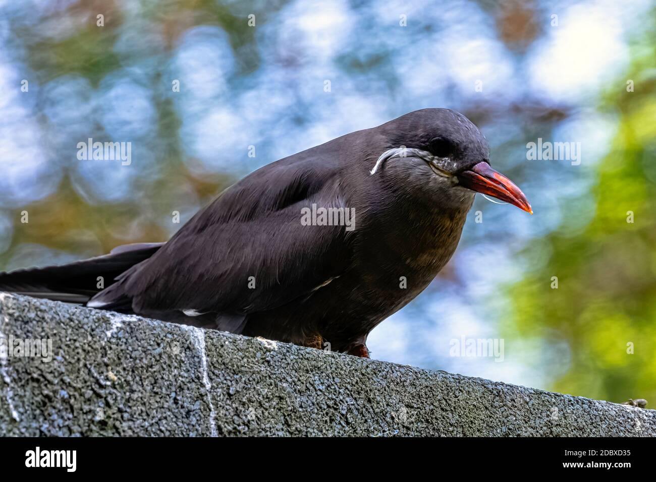 Inca tern (Larosterna inca) with uniquely plumaged Stock Photo - Alamy