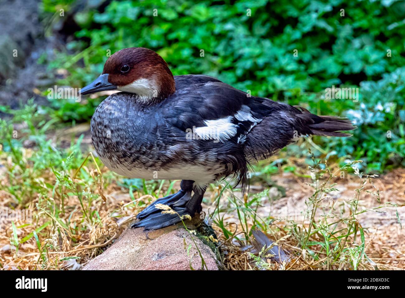 Dark plumage hi-res stock photography and images - Alamy