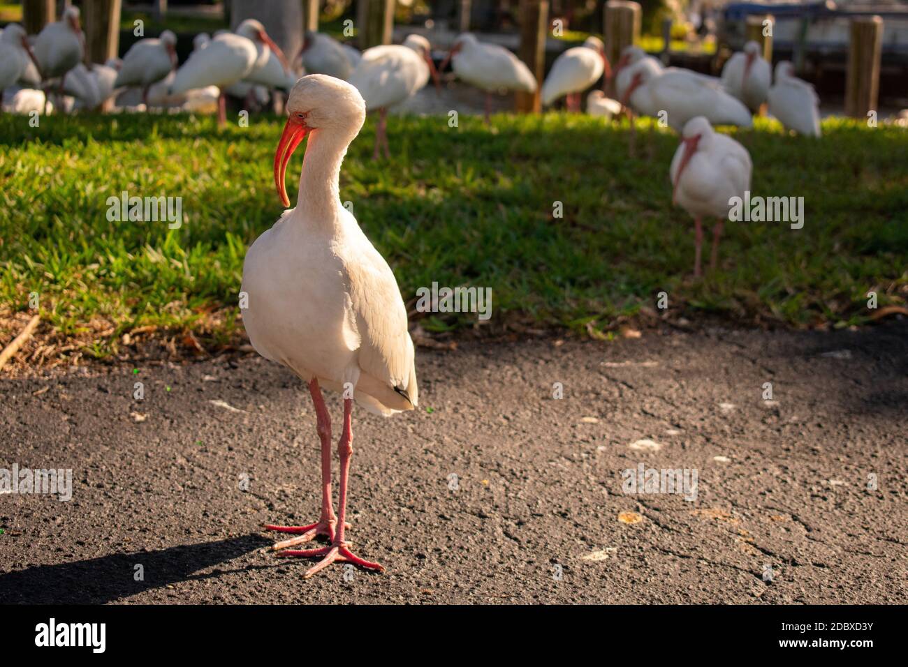 A White Ibis Grooming Its Feathers With Its Flock Standing on a Patch ...
