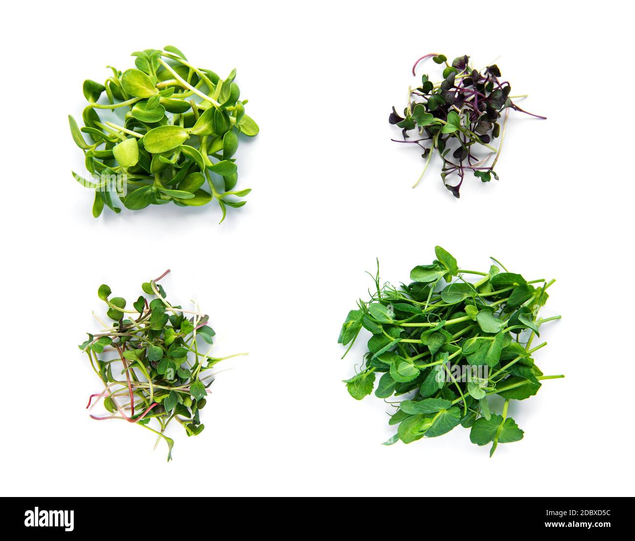 Assortment of micro greens at white background, top view. Healthy ...