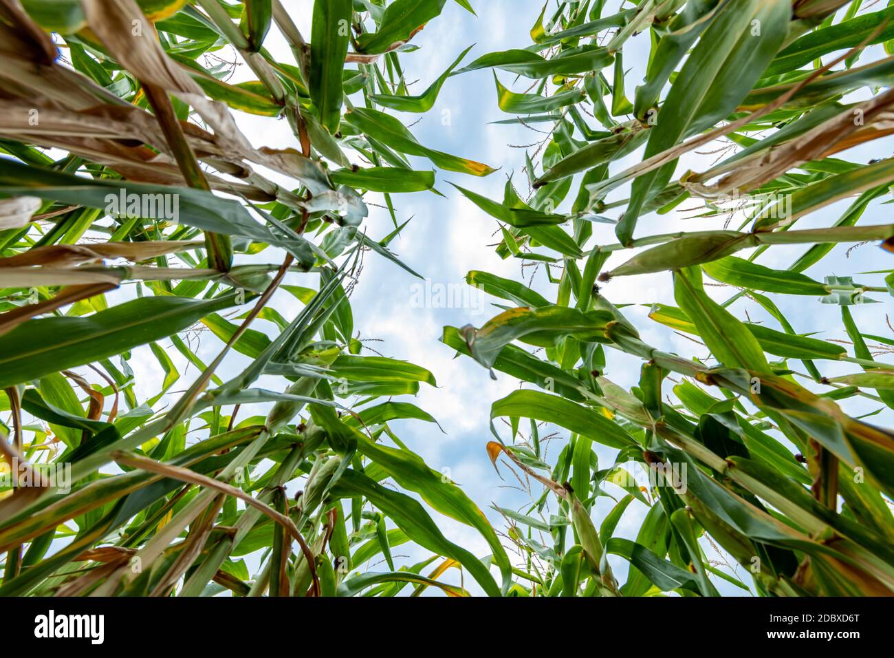 Bottom view of ripe green corn plants in a field with cloudy skies ...