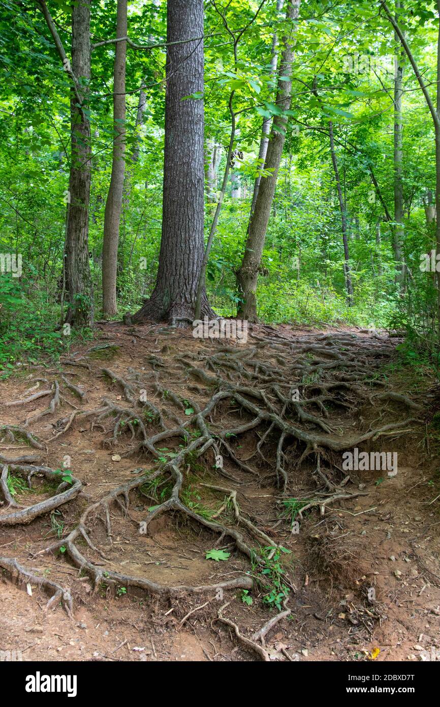 Beautiful nature image of tree roots alond an idyllic woodland path ...