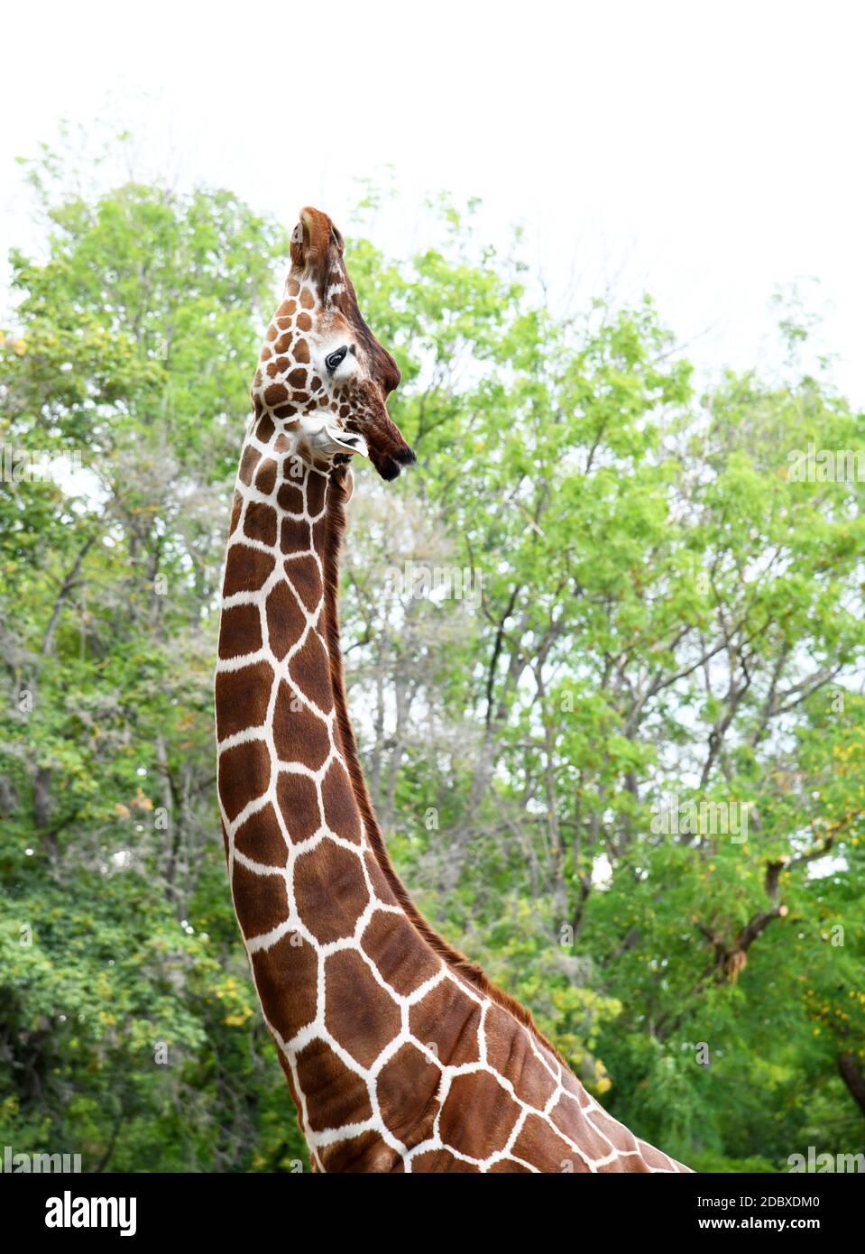 elegant giraffe in the zoo Stock Photo - Alamy
