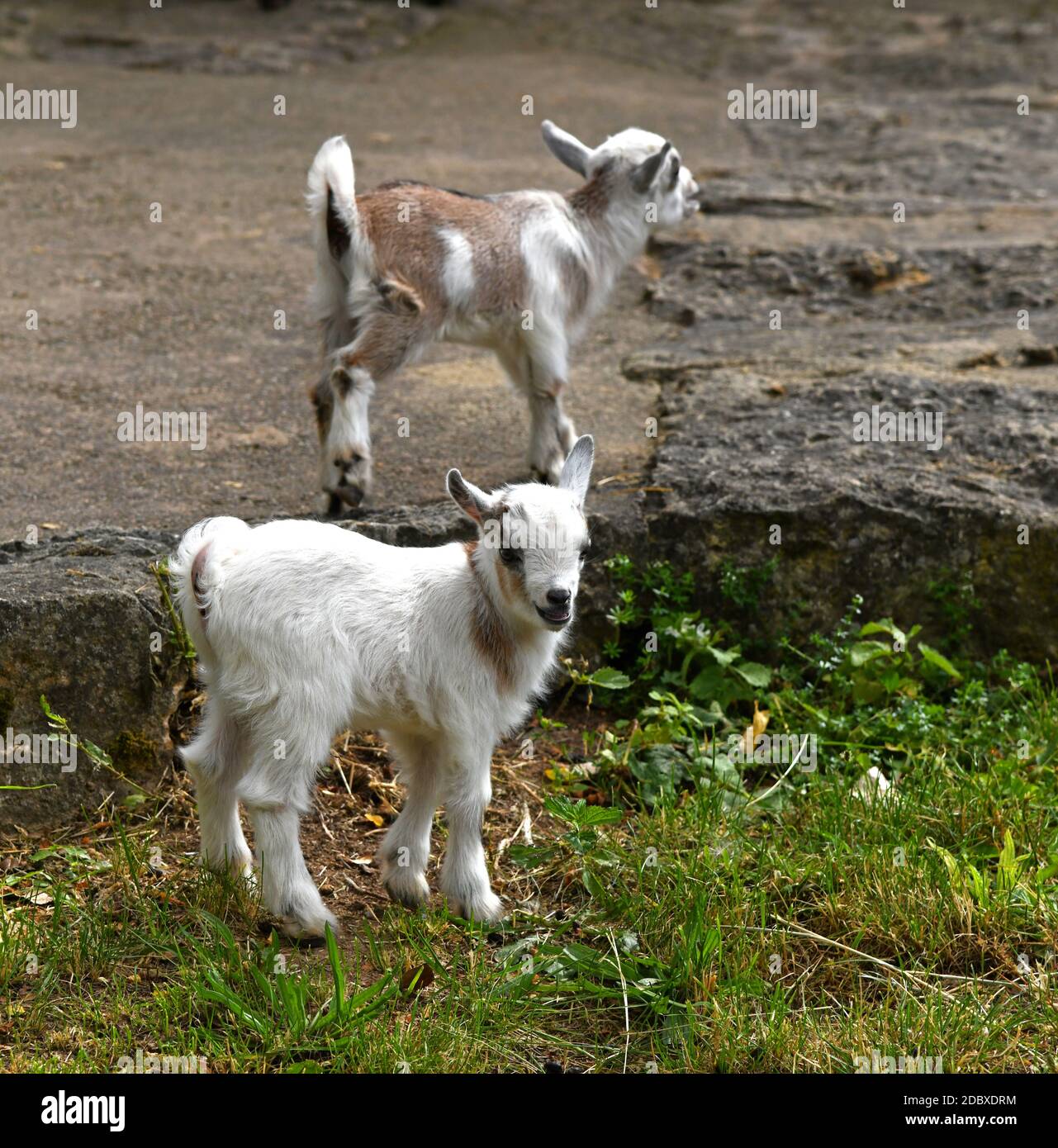 little goat on the farm Stock Photo - Alamy