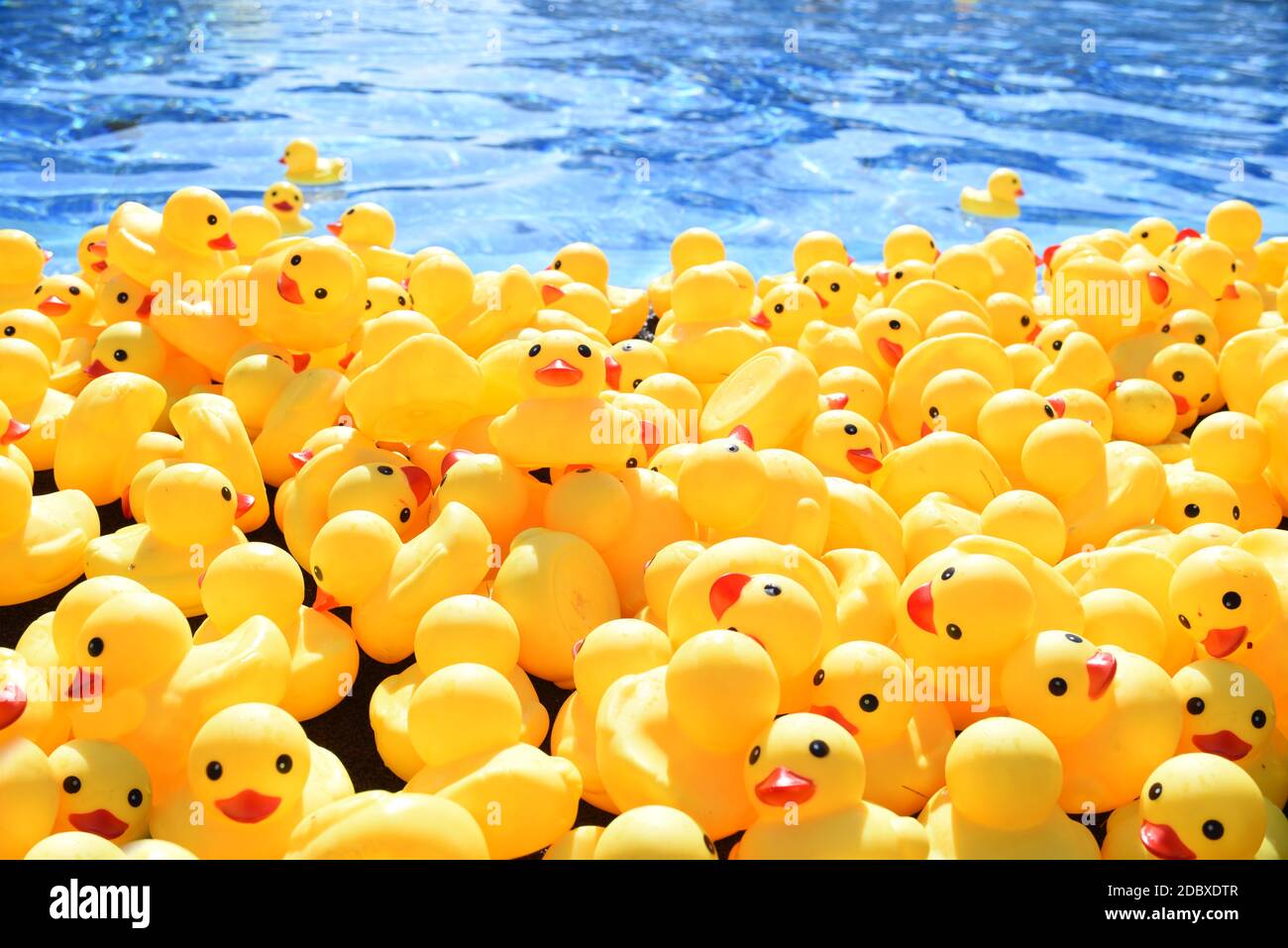 Many bright yellow rubber ducks floating in the pool Stock Photo - Alamy