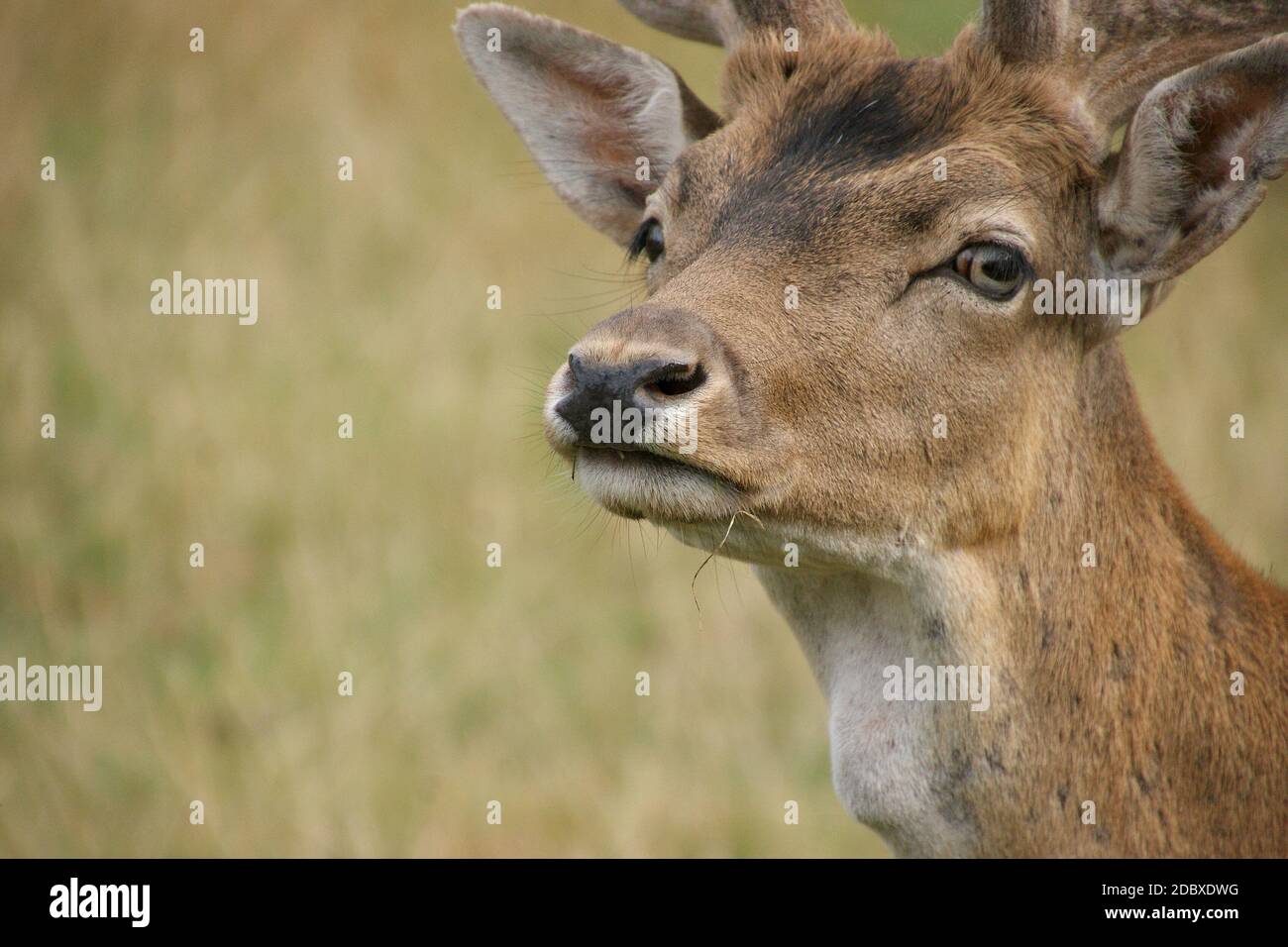 Into the wild hirsch hi-res stock photography and images - Alamy