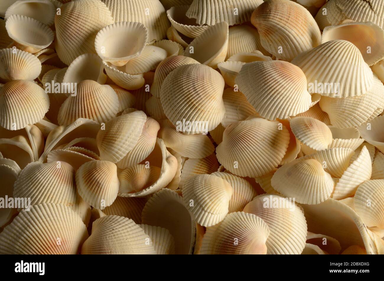 A closeup full frame image of textured seashells Stock Photo - Alamy