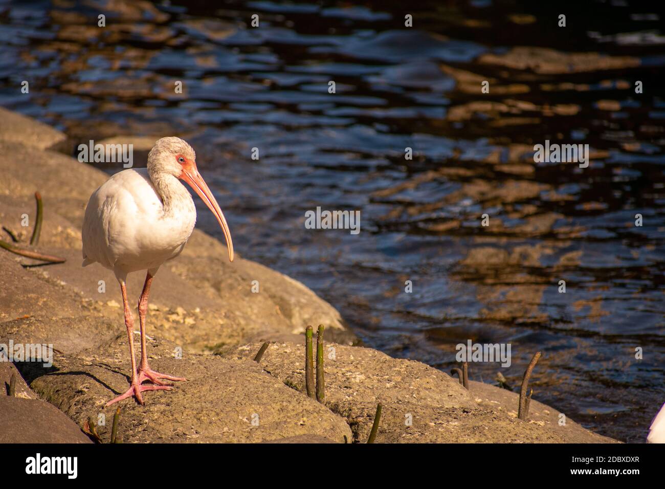 A Male White Ibis Standing on some Rocks Next to the Water Stock Photo ...