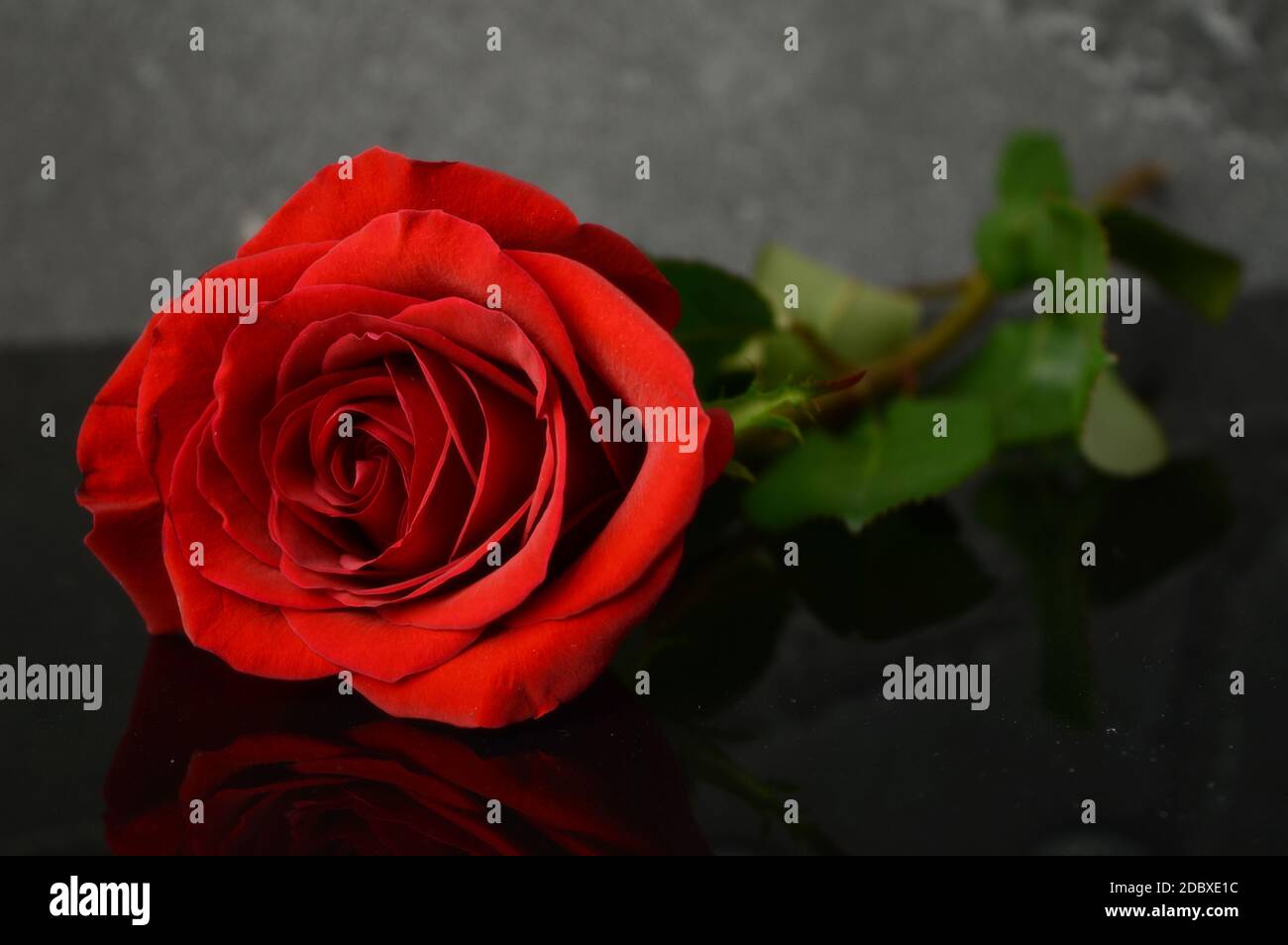 A fresh red rose laying on a dark reflective surface Stock Photo - Alamy