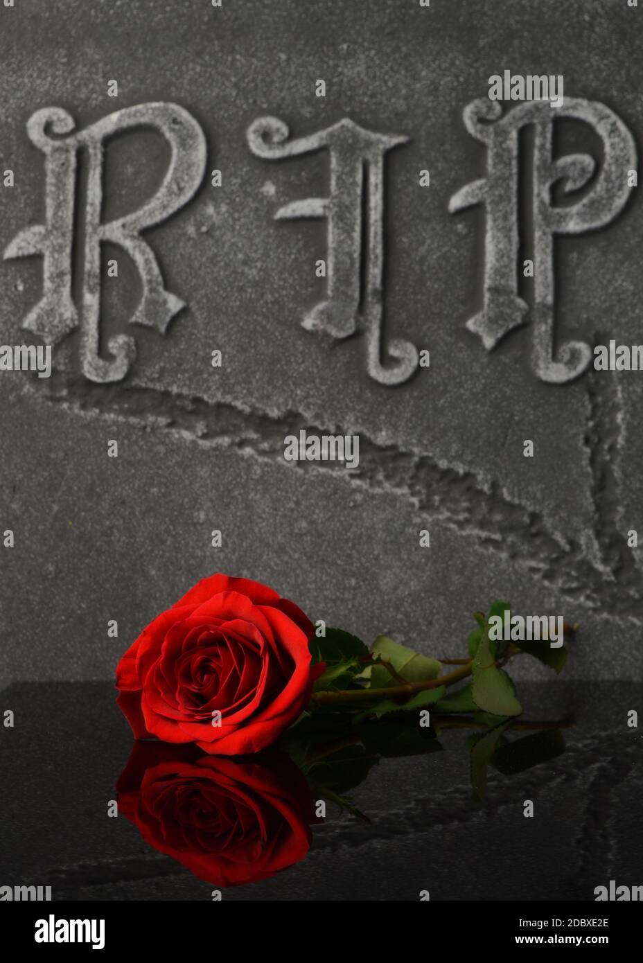 A closeup composition of a fresh red rose laying ontop of a gravestone ...