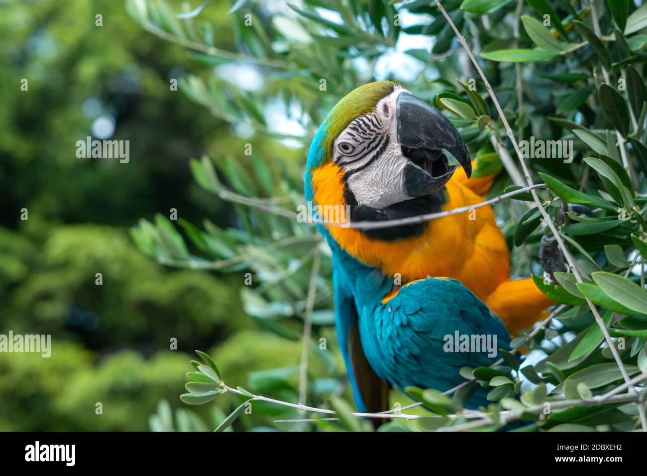 Olive green parrot hi-res stock photography and images - Alamy