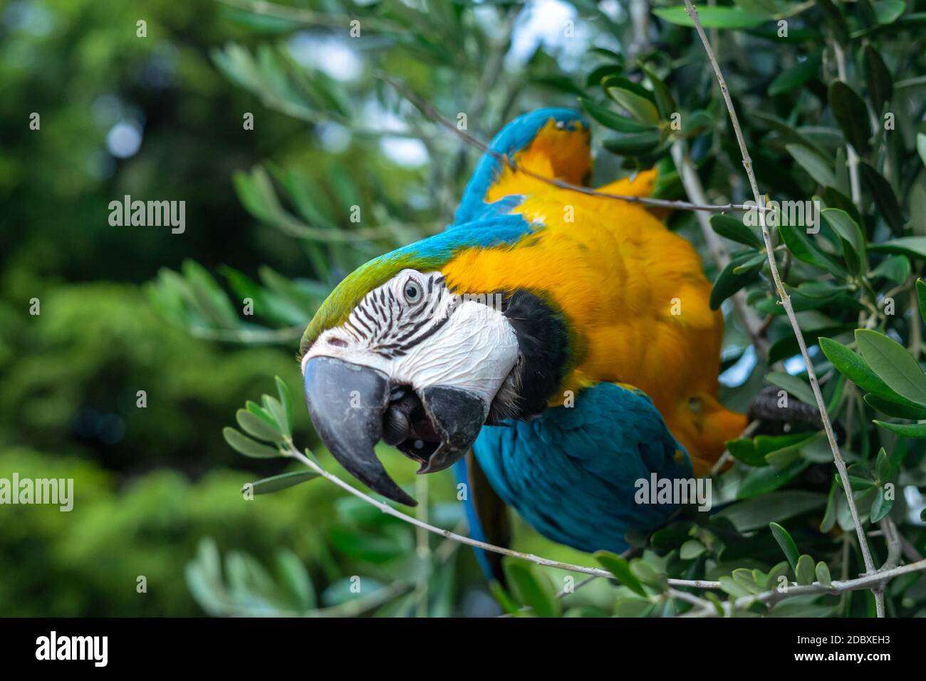 Olive green parrot hi-res stock photography and images - Alamy