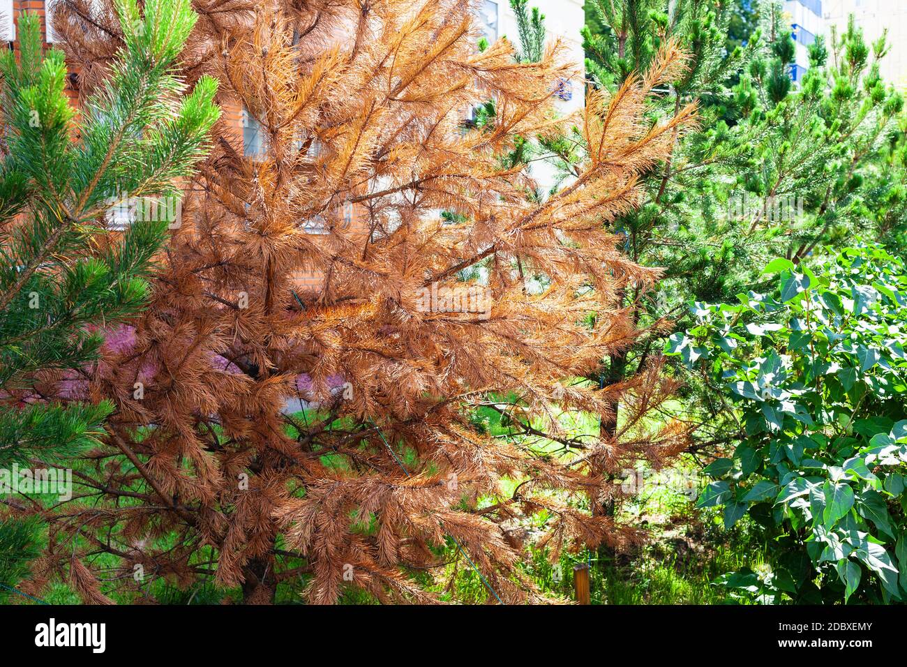 dried pine branches between green trees near apartment house in city in ...