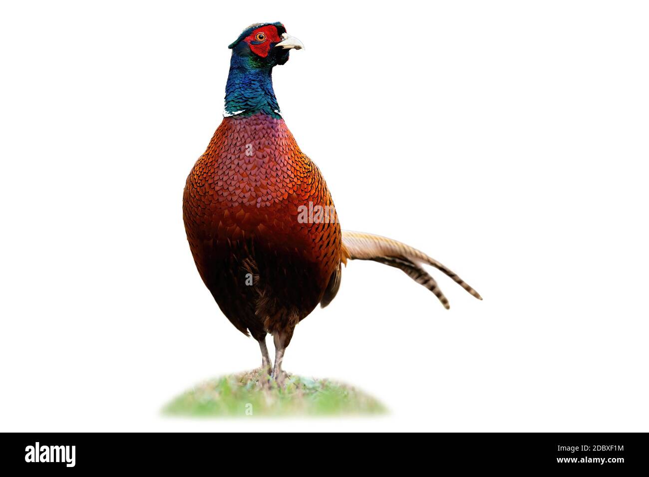 Common pheasant, phasianus colchicus, standing in grass isolated on ...