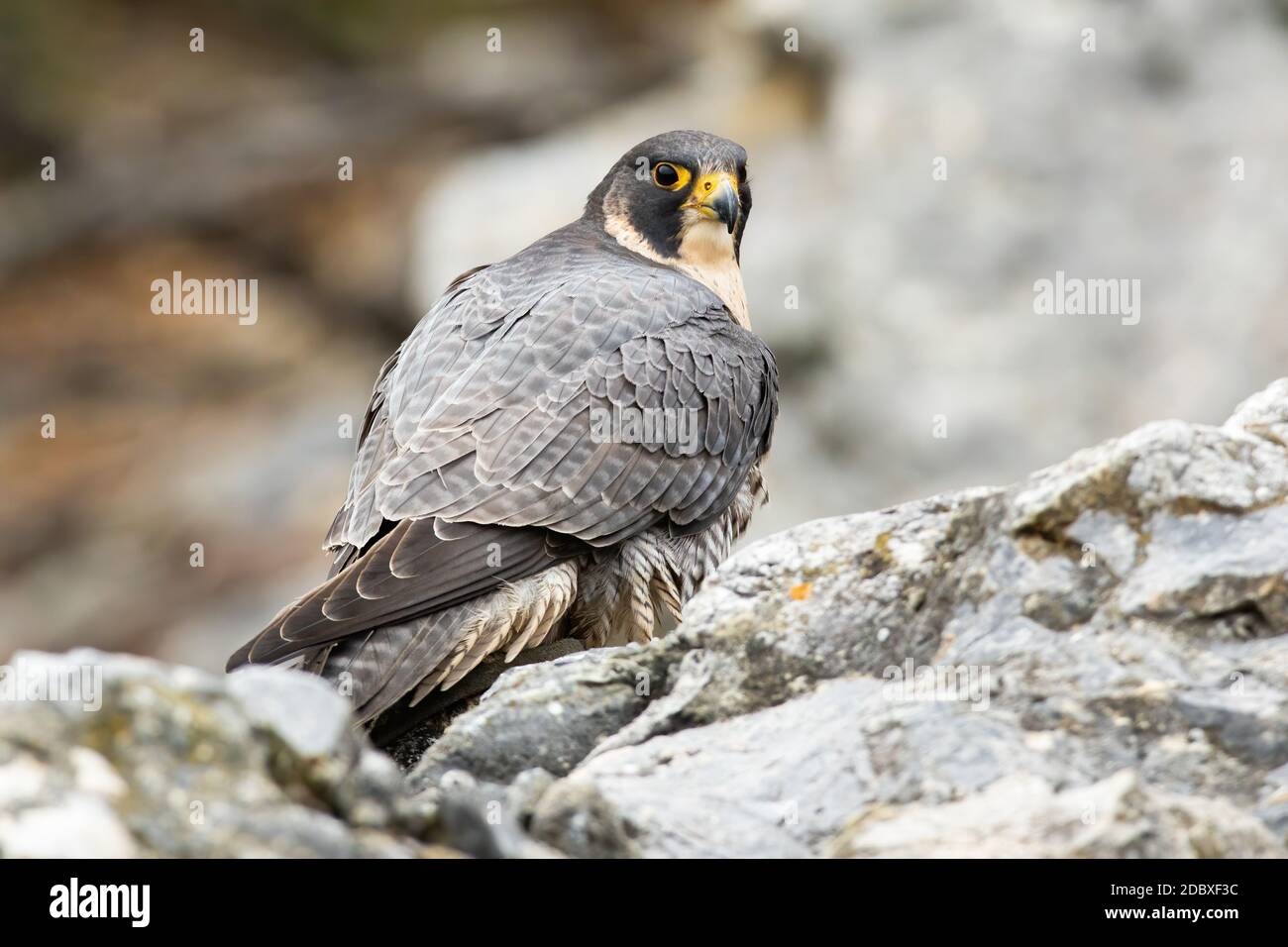 Peregrine falcon looking at camera hi-res stock photography and images ...