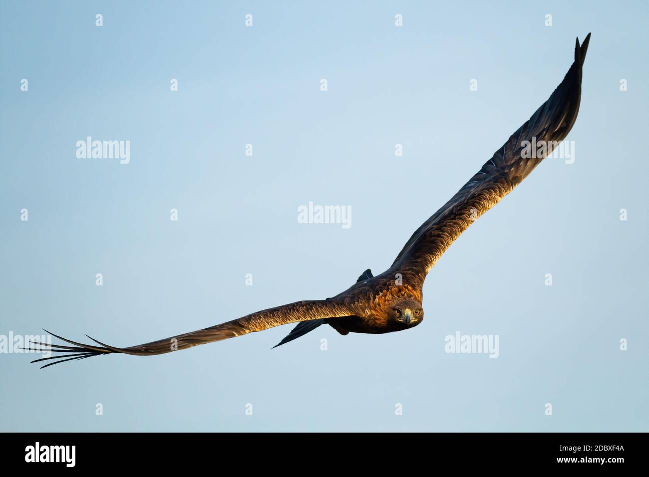 Majestic golden eagle, aquila chrysaetos, flying in the blue sky in ...