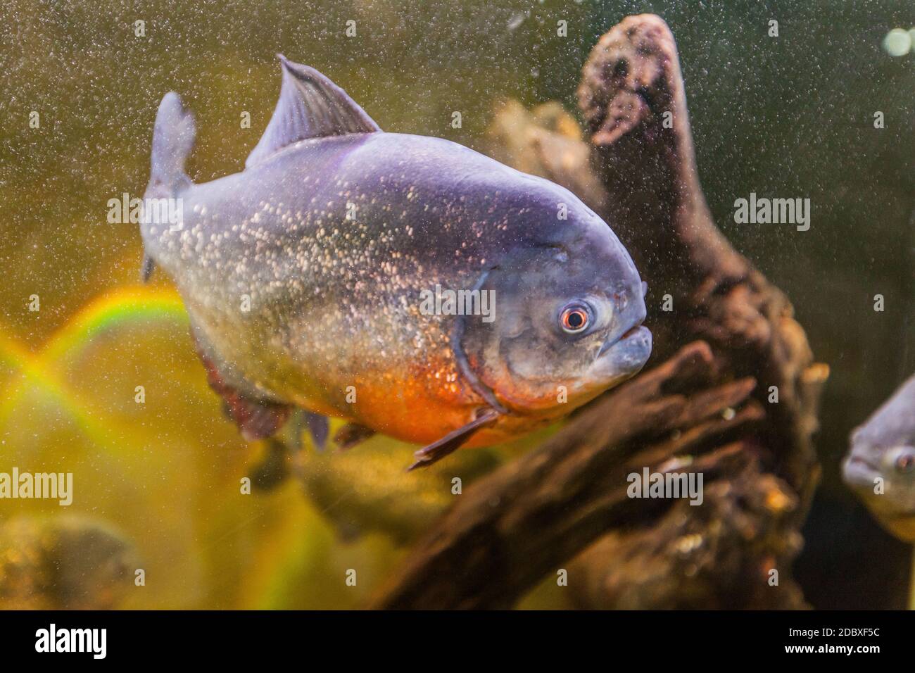 Piranha in aquarium , South American freshwater fish Stock Photo - Alamy